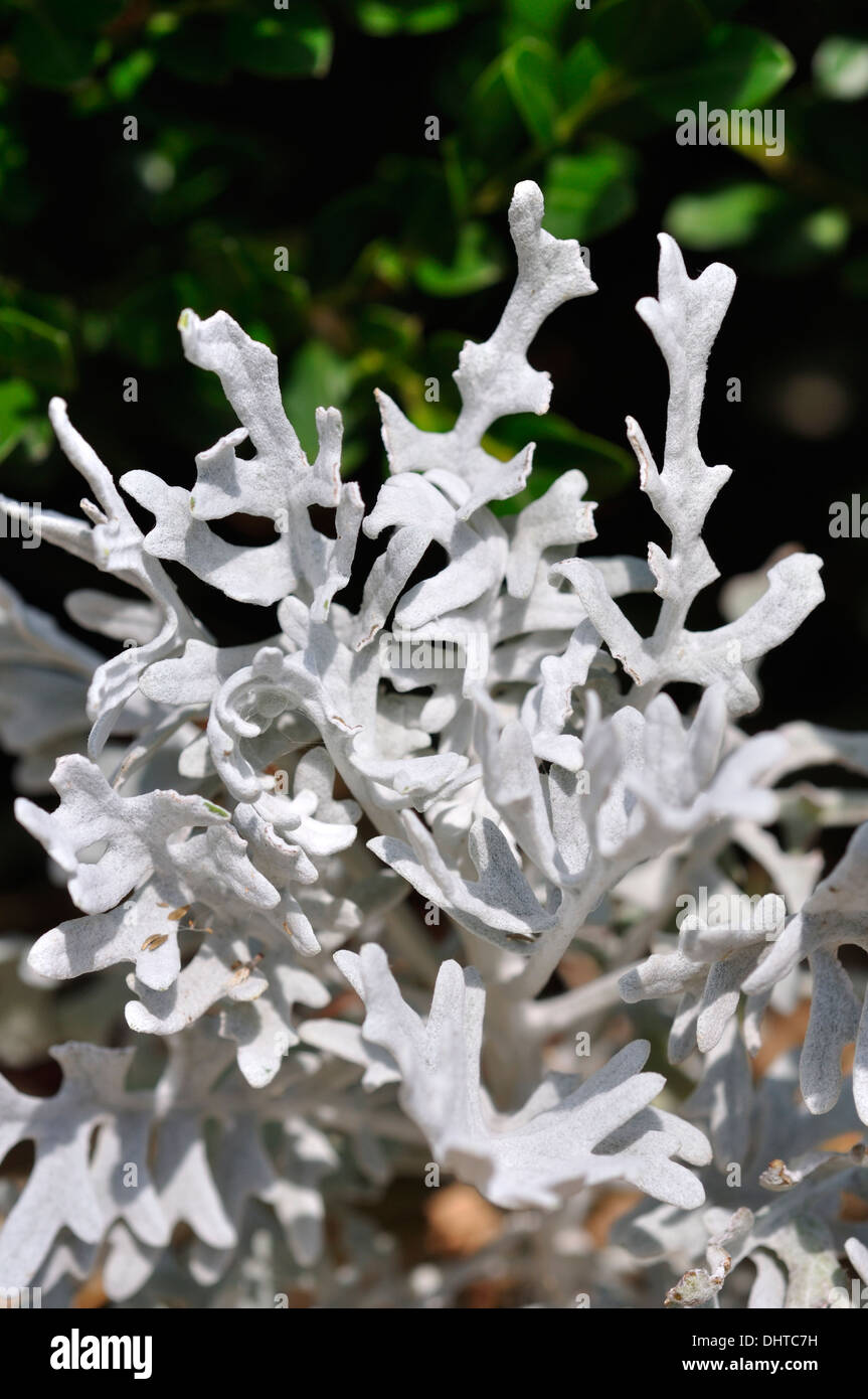 Dusty Miller aka Silver Ragwort - Jacobaea maritima Stock Photo - Alamy