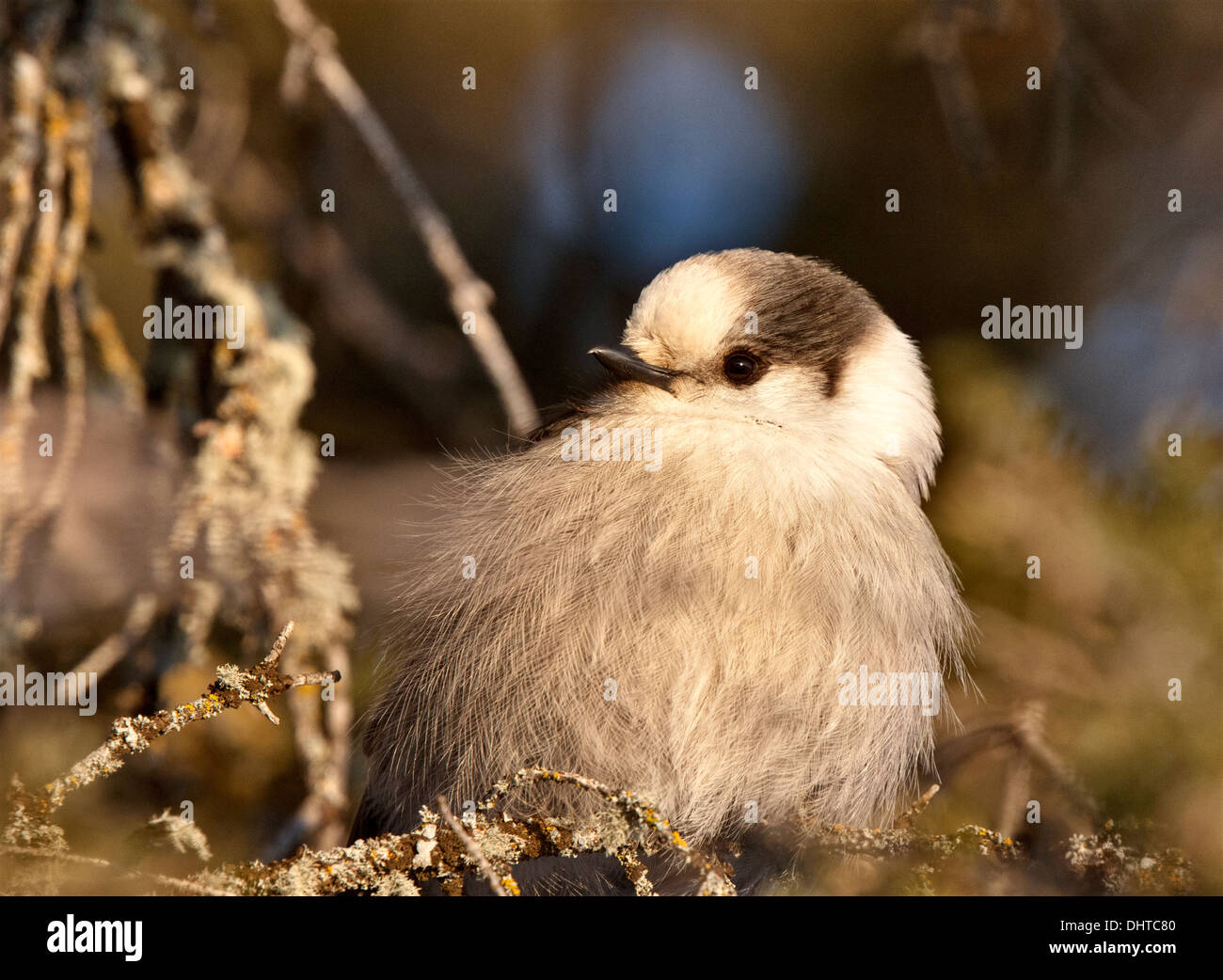 Baby Gray Jay camp robber northern Saskatchewan Stock Photo - Alamy