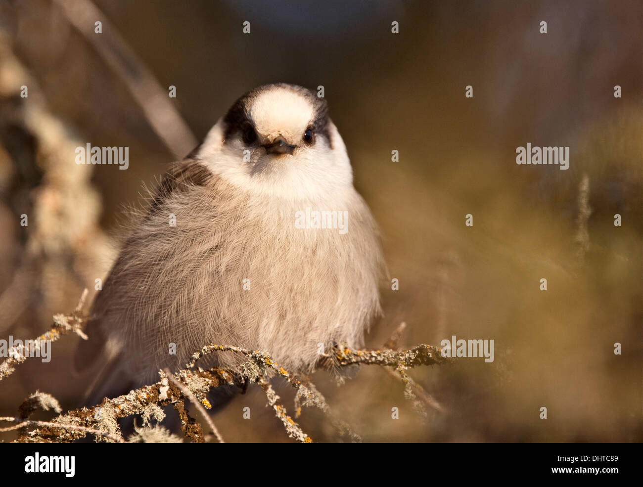 Baby Gray Jay camp robber northern Saskatchewan Stock Photo - Alamy