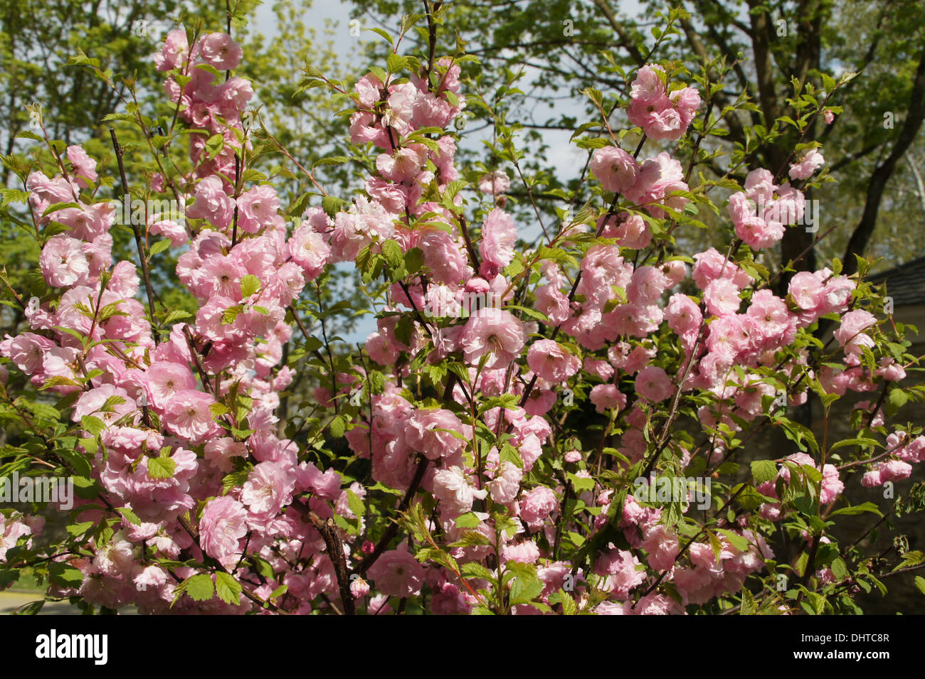 Almond trees prunus triloba hi-res stock photography and images - Alamy
