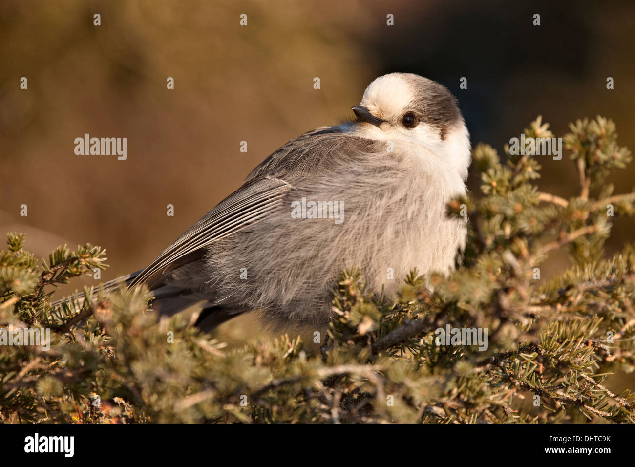 Baby Gray Jay camp robber northern Saskatchewan Stock Photo - Alamy