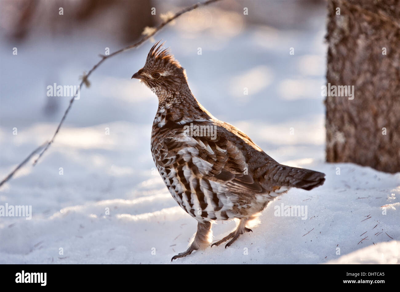 Spruce grouse in winter hi-res stock photography and images - Alamy