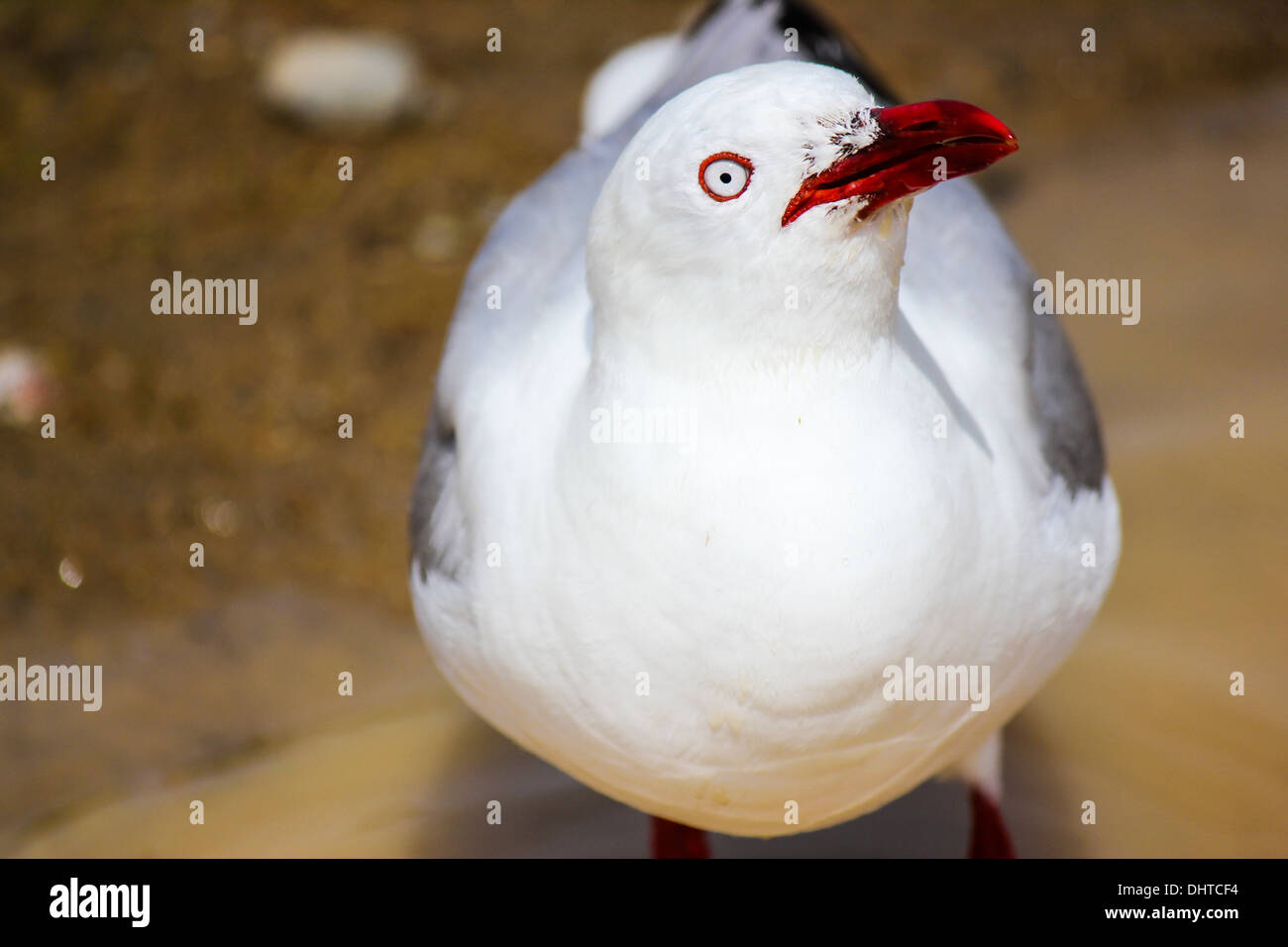 Close-up of a red-billed gull (tarapunga) drinking muddy water, Otago ...