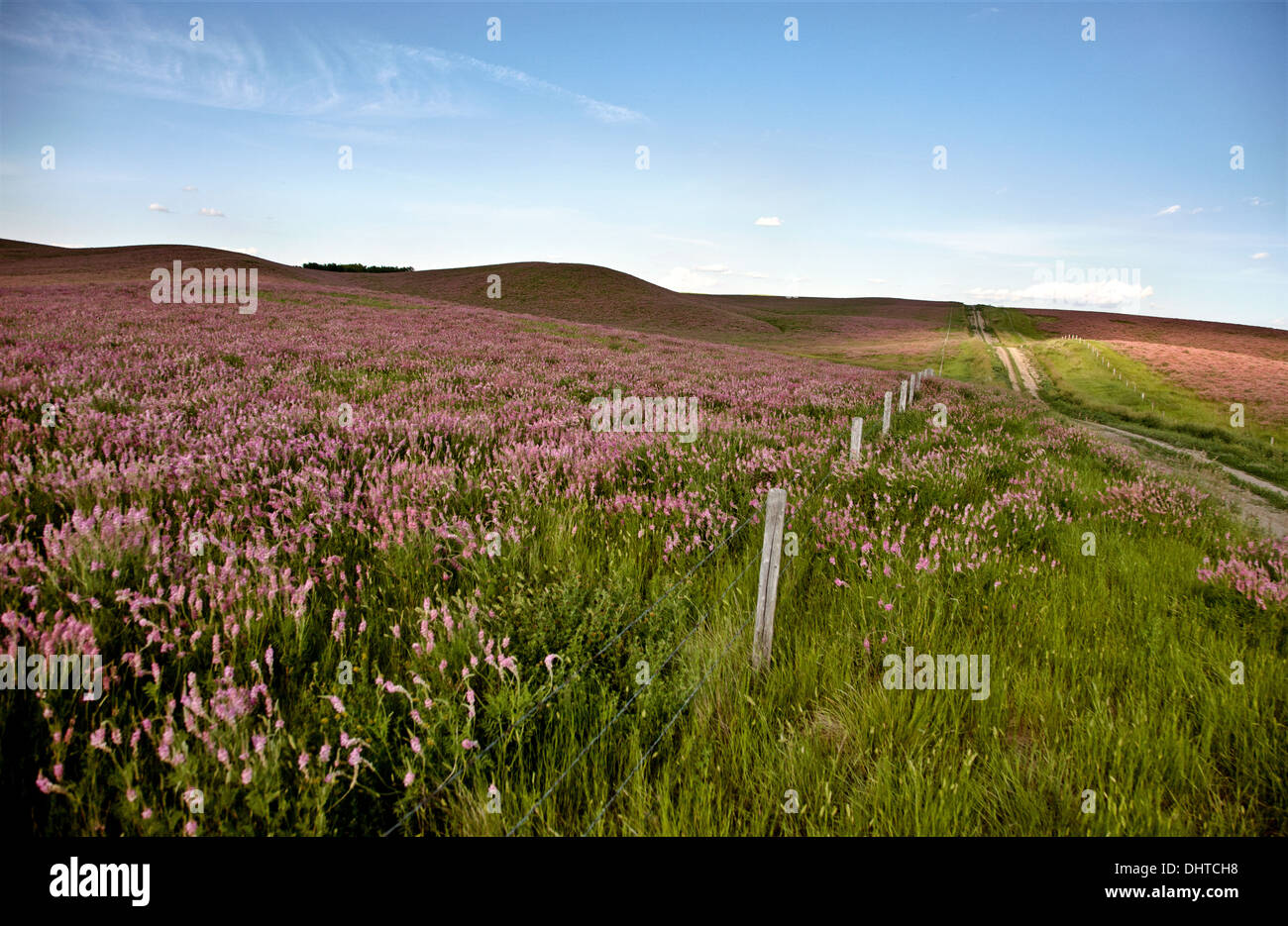 Pink flower alfalfa crop in Saskatchewan Canada Stock Photo - Alamy