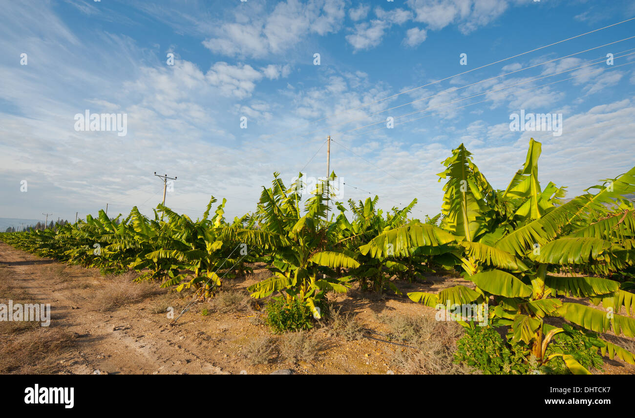 Holy banana tree hi-res stock photography and images - Alamy