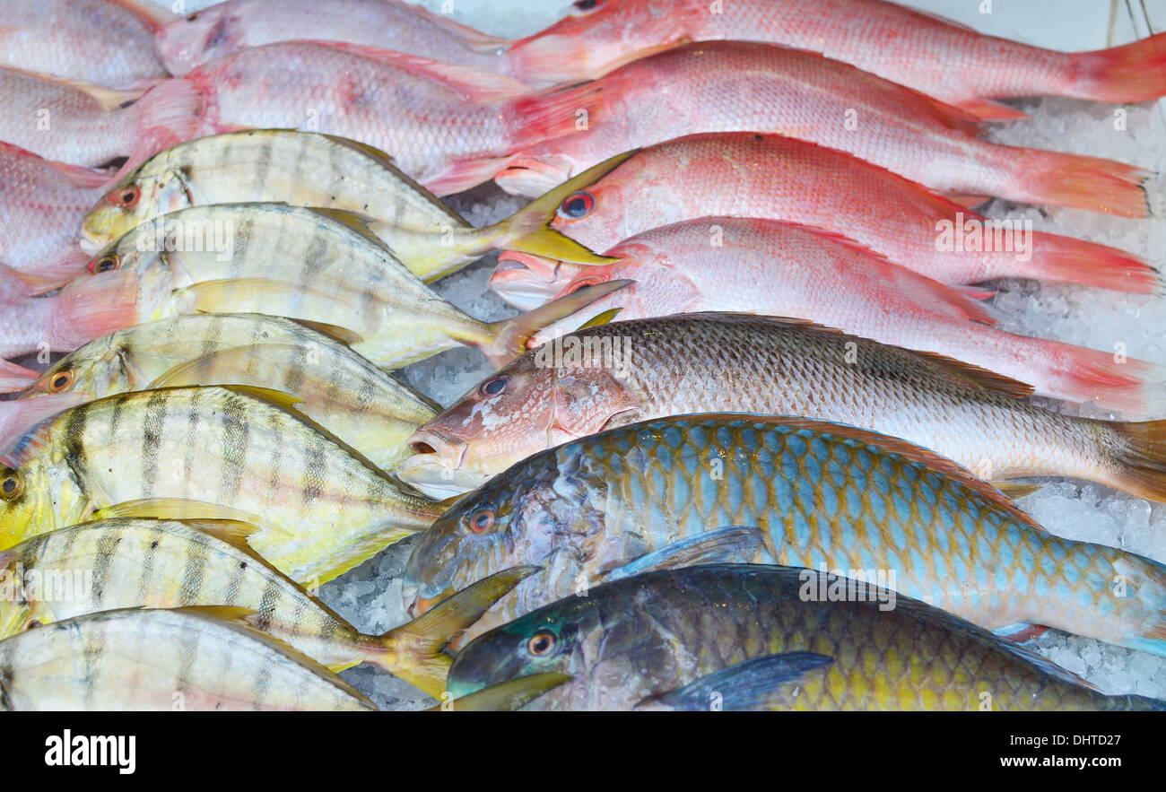 Marine grouper eyes hi-res stock photography and images - Alamy