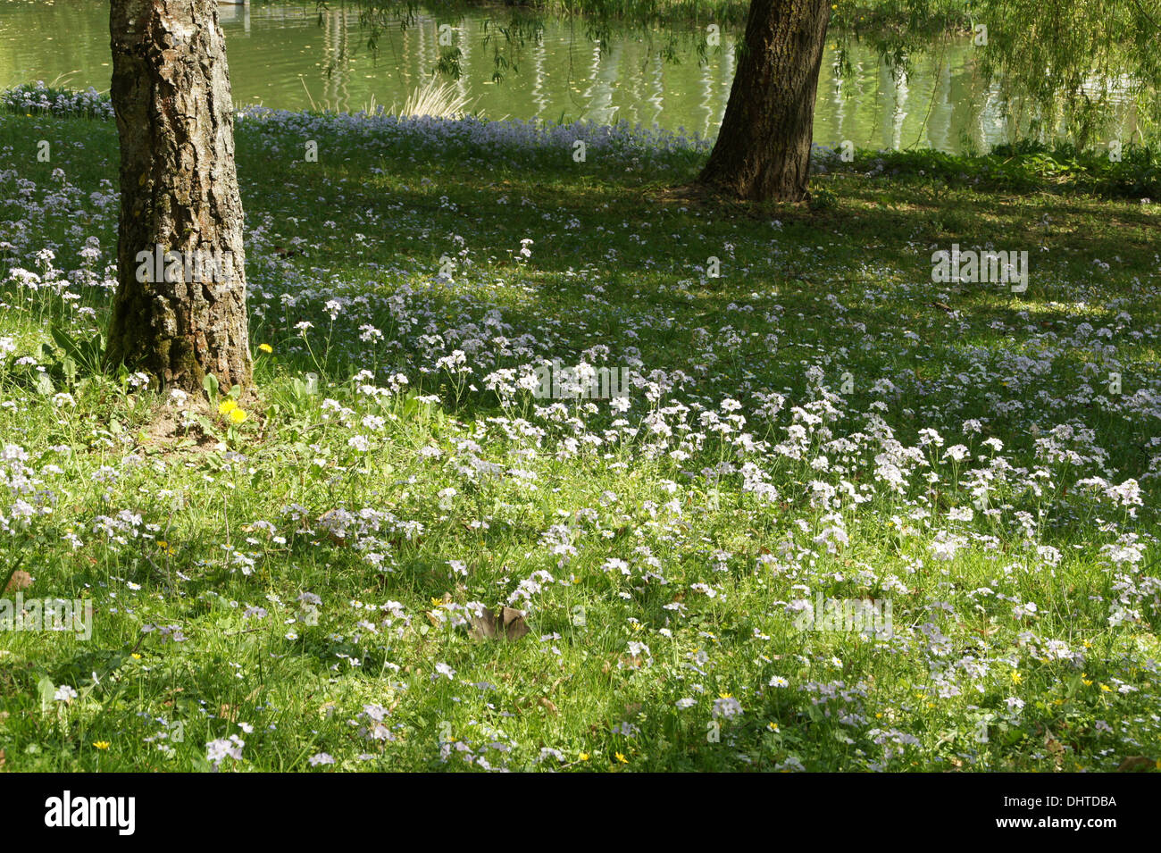 Cresses hi-res stock photography and images - Alamy