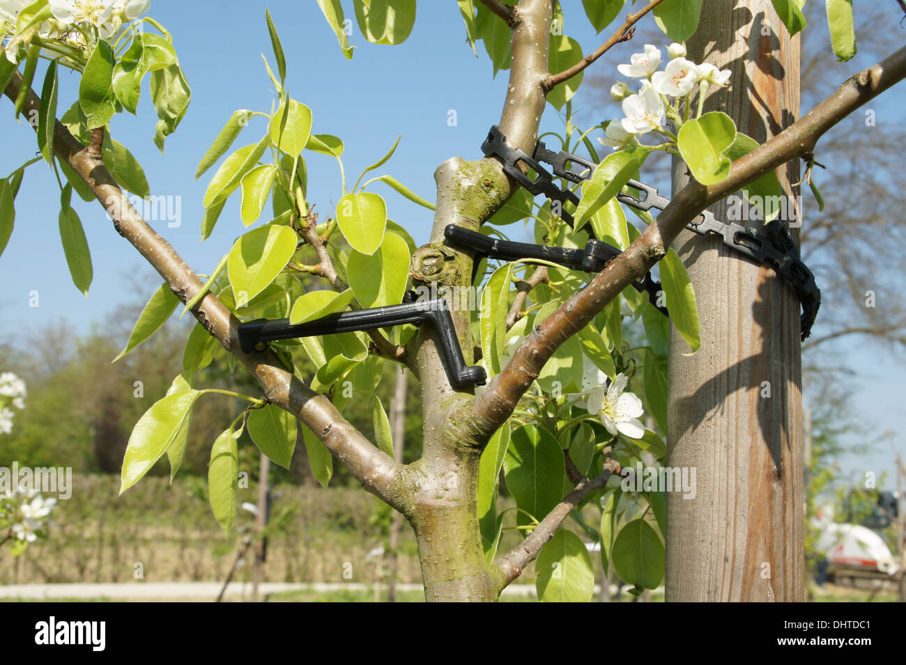 Pear tree cut hi-res stock photography and images - Alamy