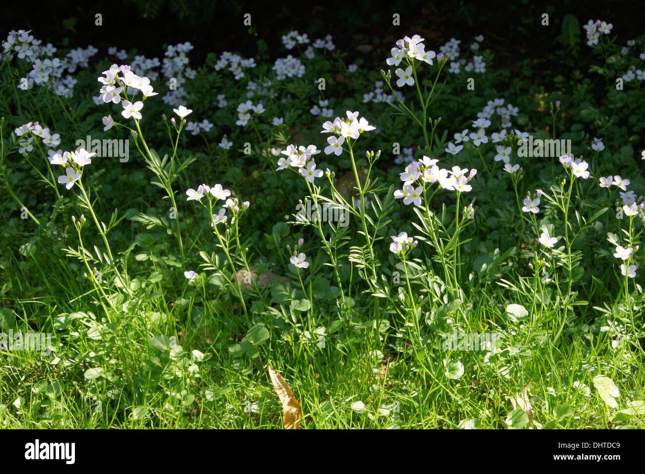 Meadow ladies smock hi-res stock photography and images - Alamy