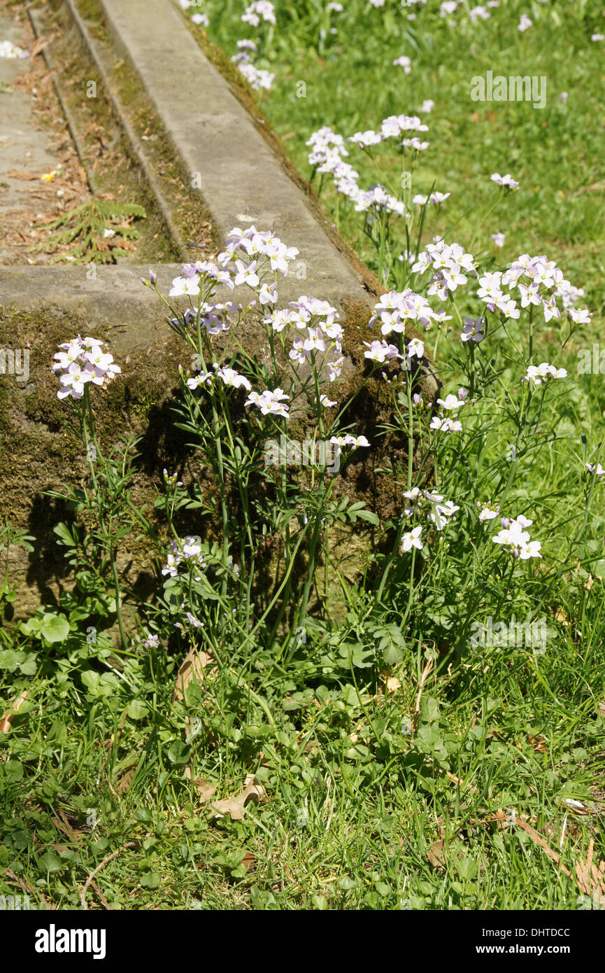 Meadow Ladies Smock High Resolution Stock Photography and Images - Alamy