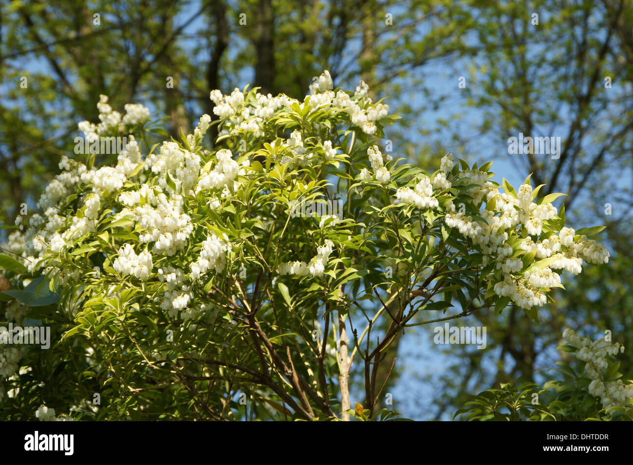 Fetterbush hi-res stock photography and images - Alamy