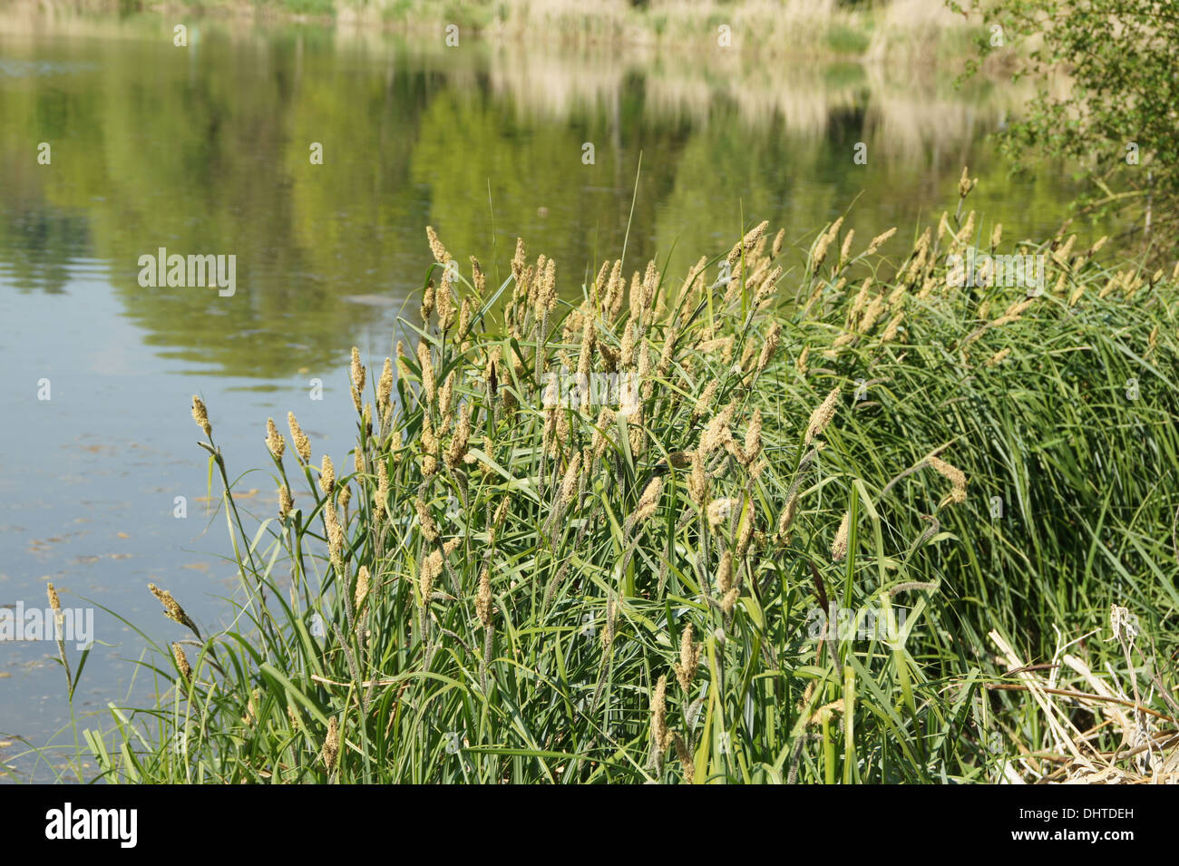 Hohe segge hi-res stock photography and images - Alamy