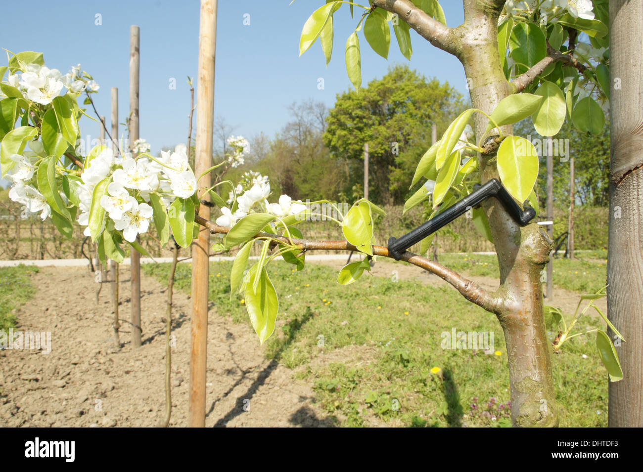 Pruning pear tree hi-res stock photography and images - Alamy