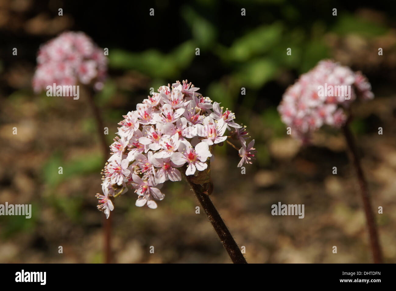 Peltiphyllum peltata darmera hi-res stock photography and images - Alamy
