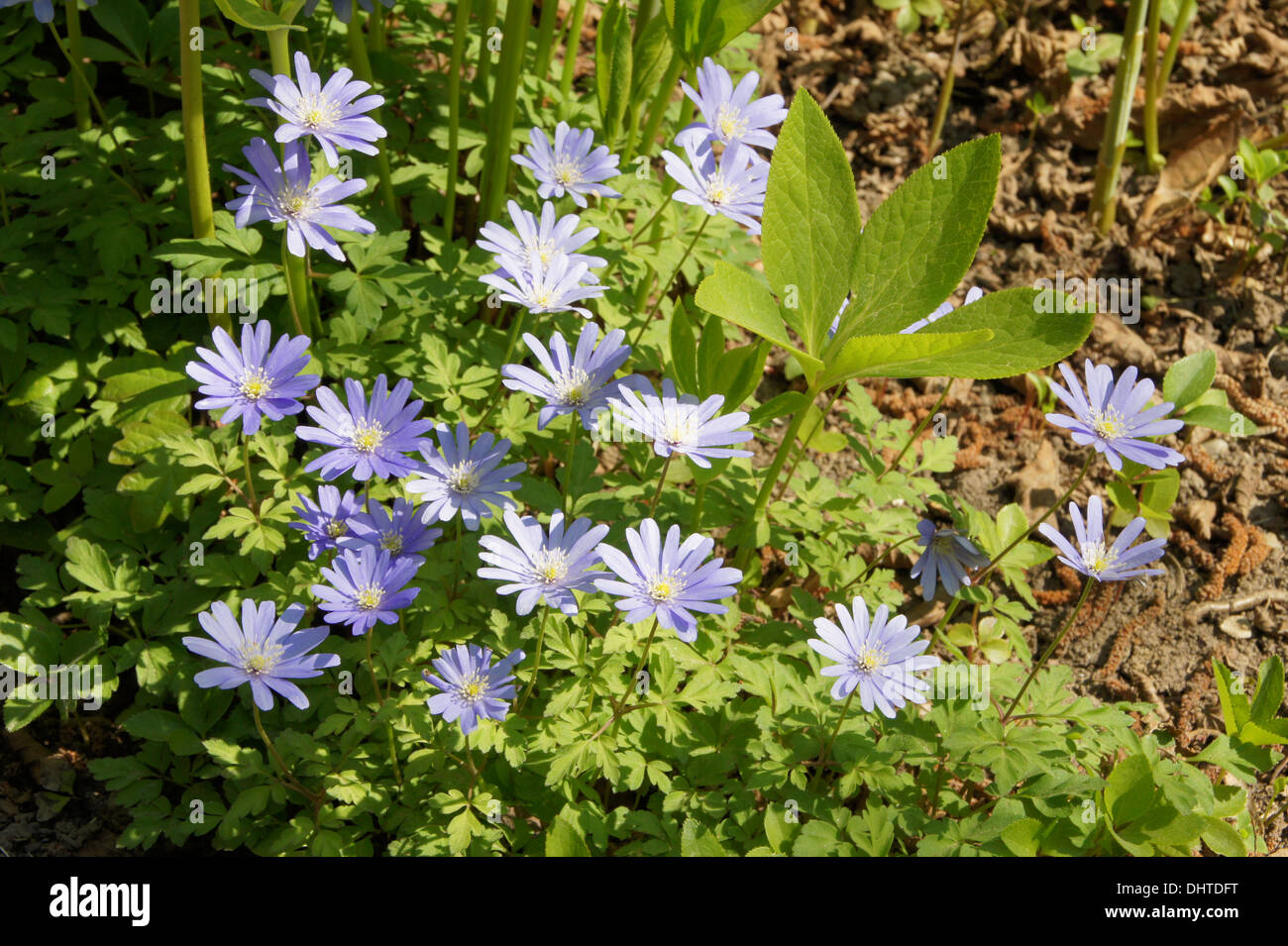 Greek windflowers hi-res stock photography and images - Alamy