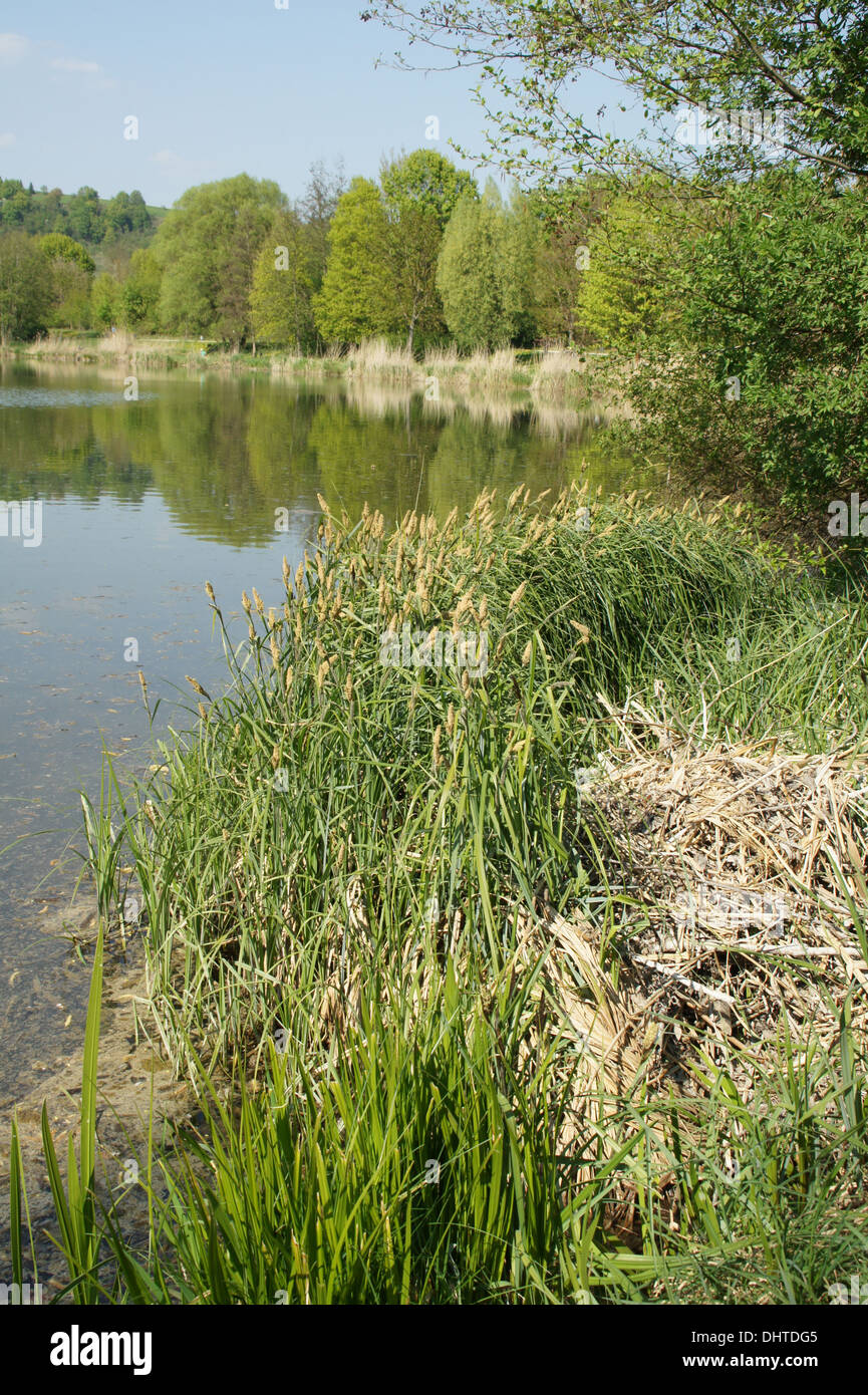 Sedges plants hi-res stock photography and images - Alamy