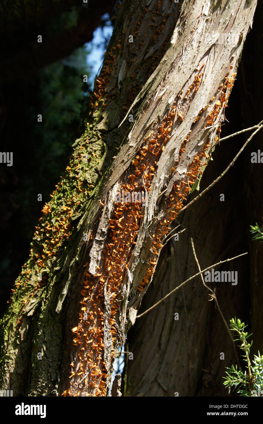 Juniper with pear rust Stock Photo - Alamy