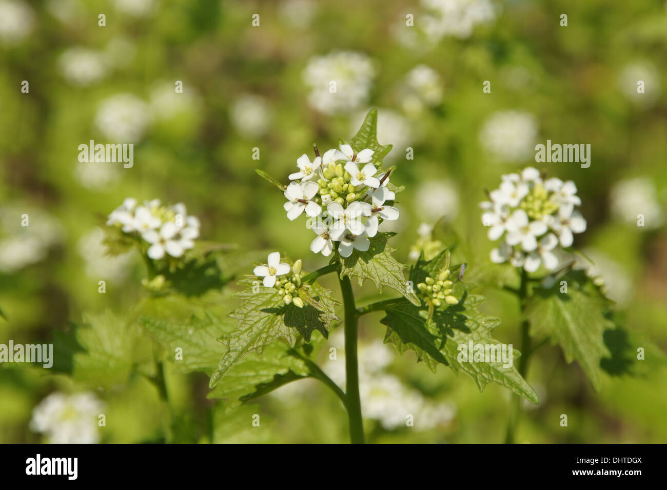 Plant alliaria officinalis hi-res stock photography and images - Alamy