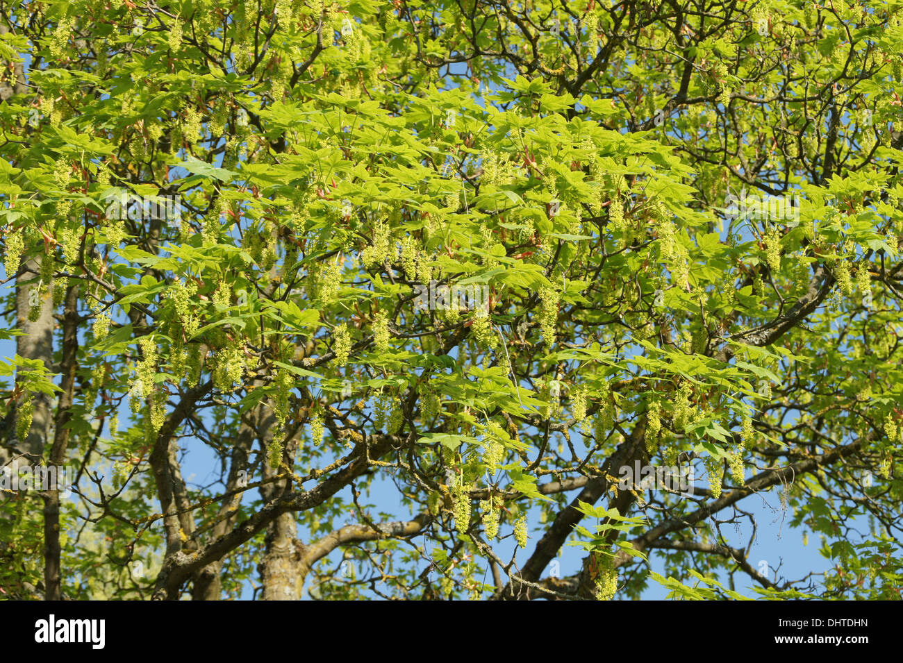Sycamore tree blossom hi-res stock photography and images - Alamy
