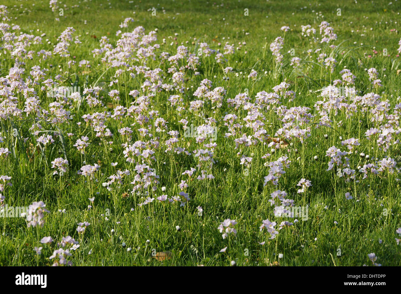 Meadow ladies smock hi-res stock photography and images - Alamy