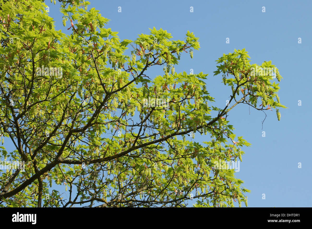 Sycamore tree blossom hi-res stock photography and images - Alamy