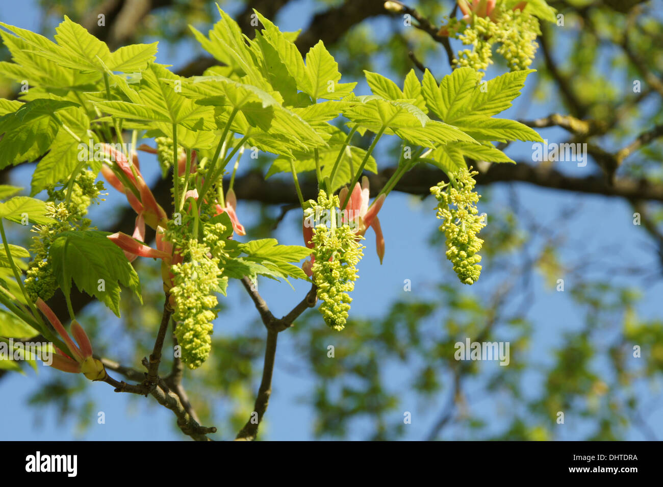 Sycamore tree blossom hi-res stock photography and images - Alamy