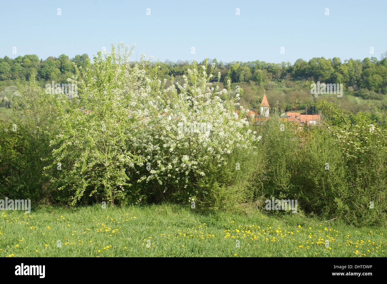 Prunus mahaleb blossom hi-res stock photography and images - Alamy