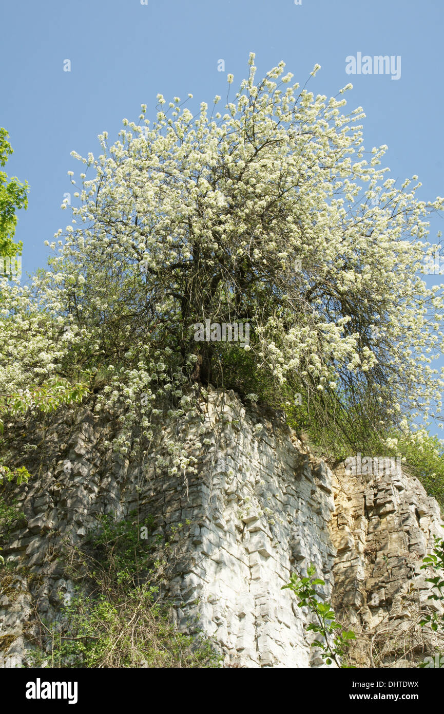 Prunus mahaleb blossom hi-res stock photography and images - Alamy