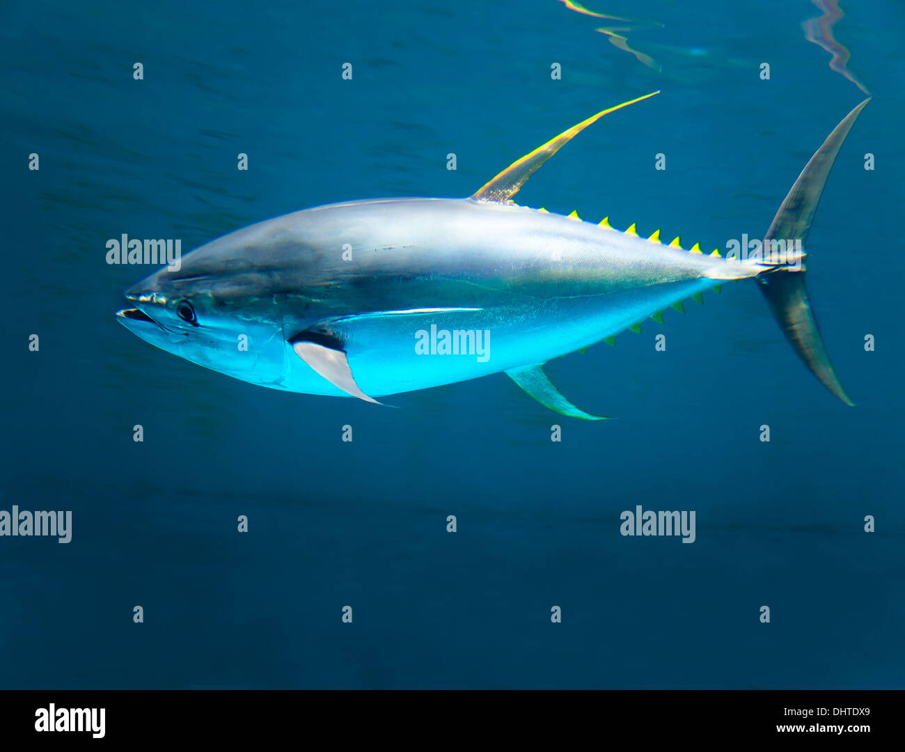 yellow gin tuna fast moving in the ocean Stock Photo - Alamy