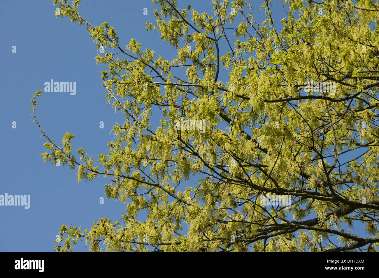 German oak tree hi-res stock photography and images - Alamy
