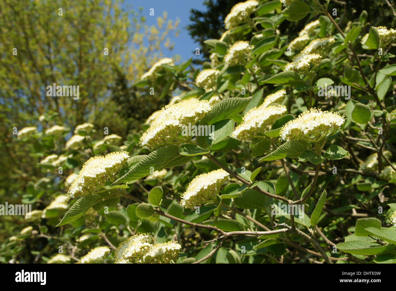 Wayfaring trees hi-res stock photography and images - Alamy