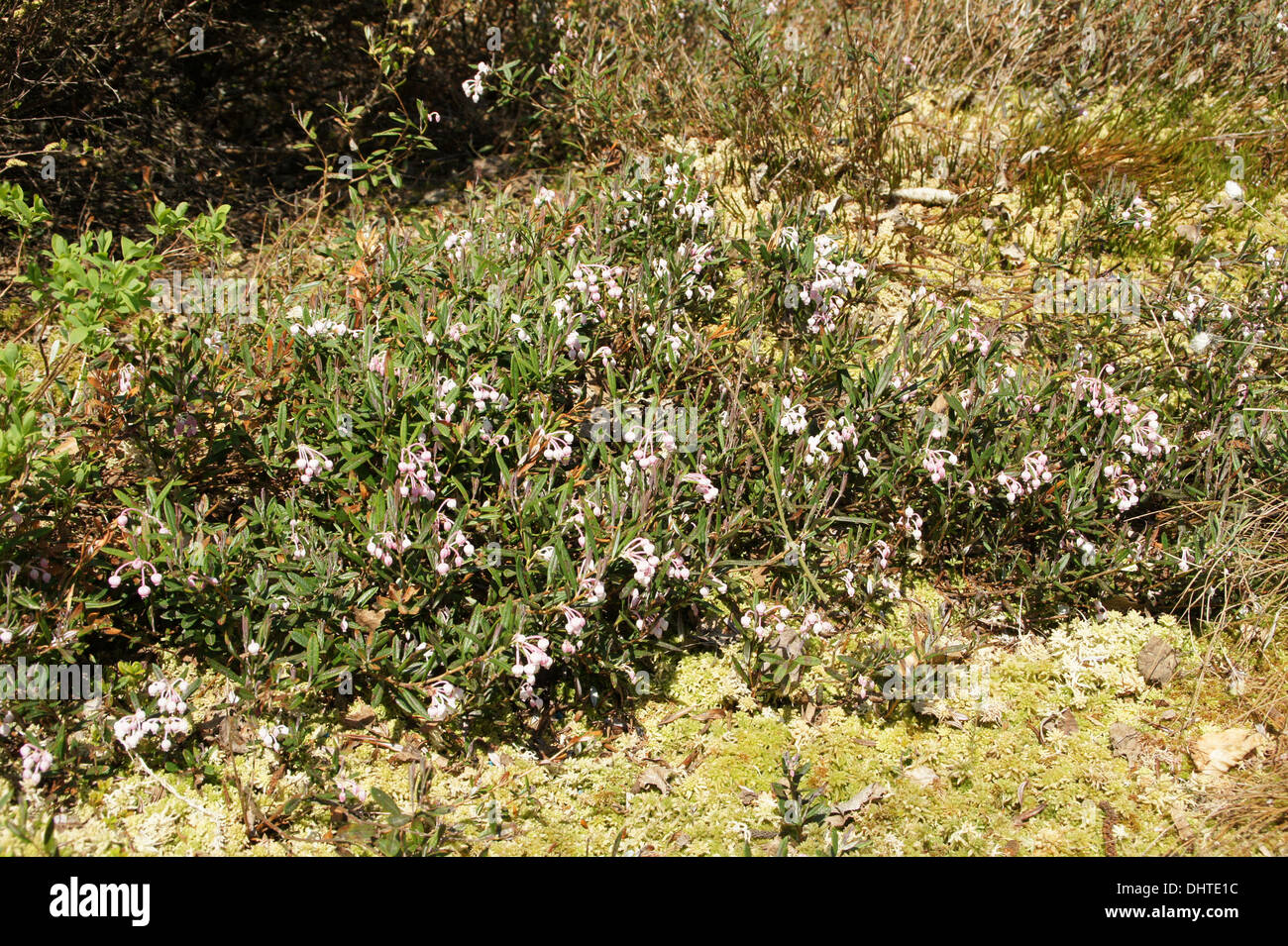 Bog rosemary hi-res stock photography and images - Alamy