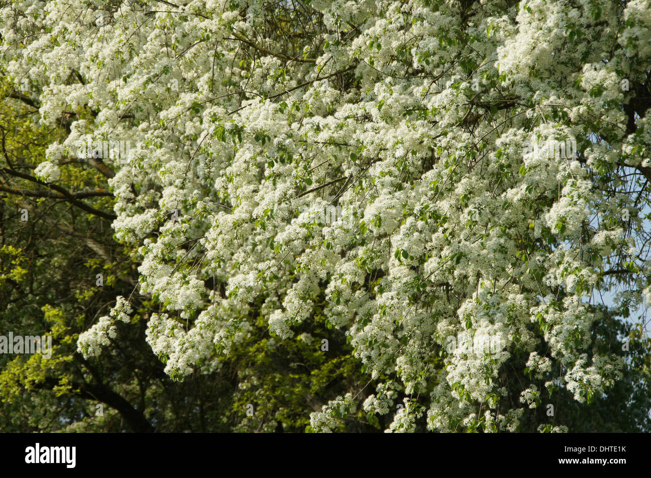 The mahaleb cherry hi-res stock photography and images - Alamy