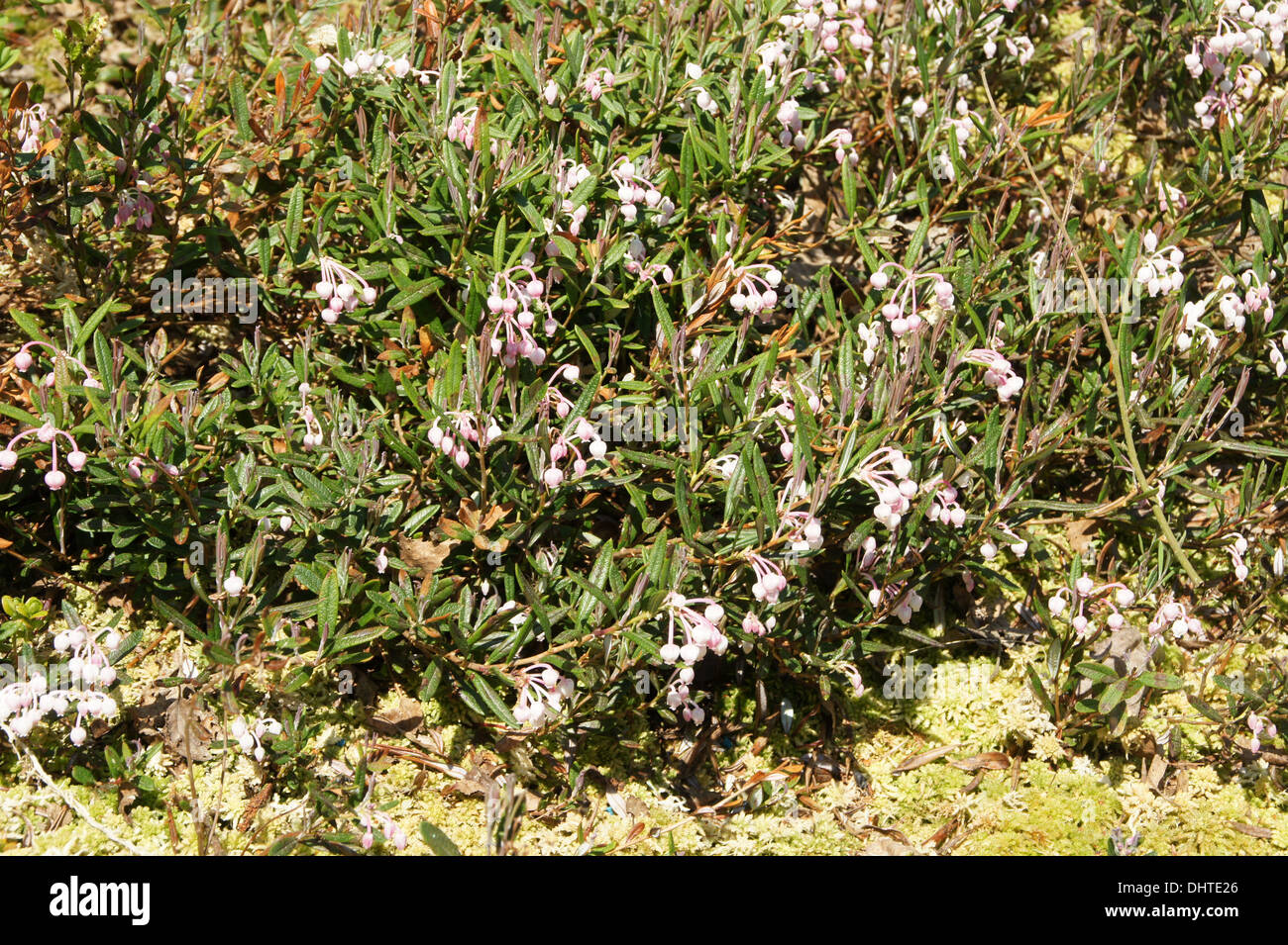 Bog rosemary hi-res stock photography and images - Alamy