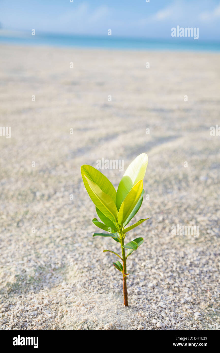 Little tree hi-res stock photography and images - Alamy