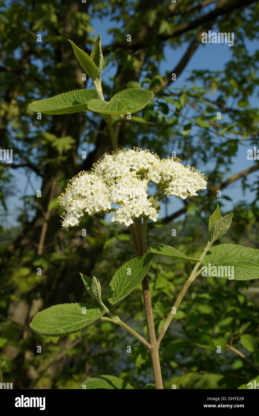 Wayfaring Trees High Resolution Stock Photography and Images - Alamy