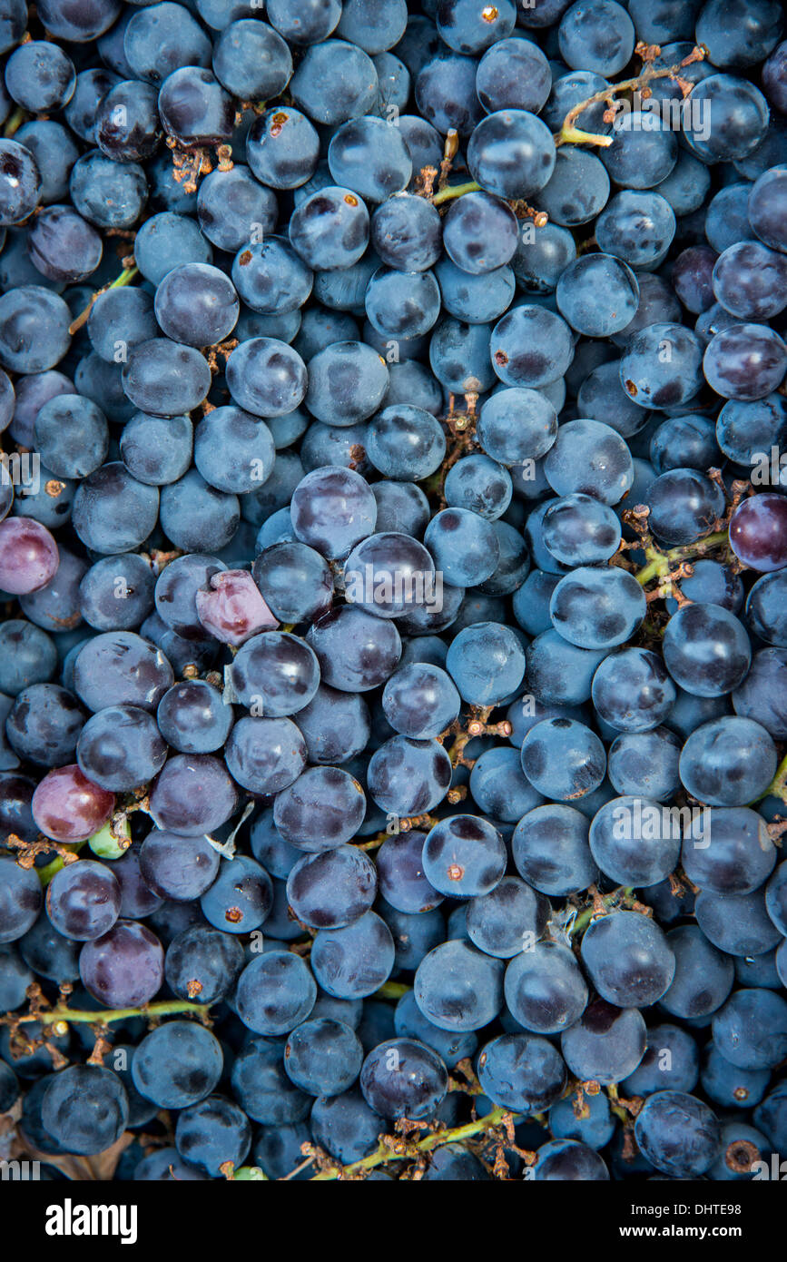 Concord grape vine hi-res stock photography and images - Alamy