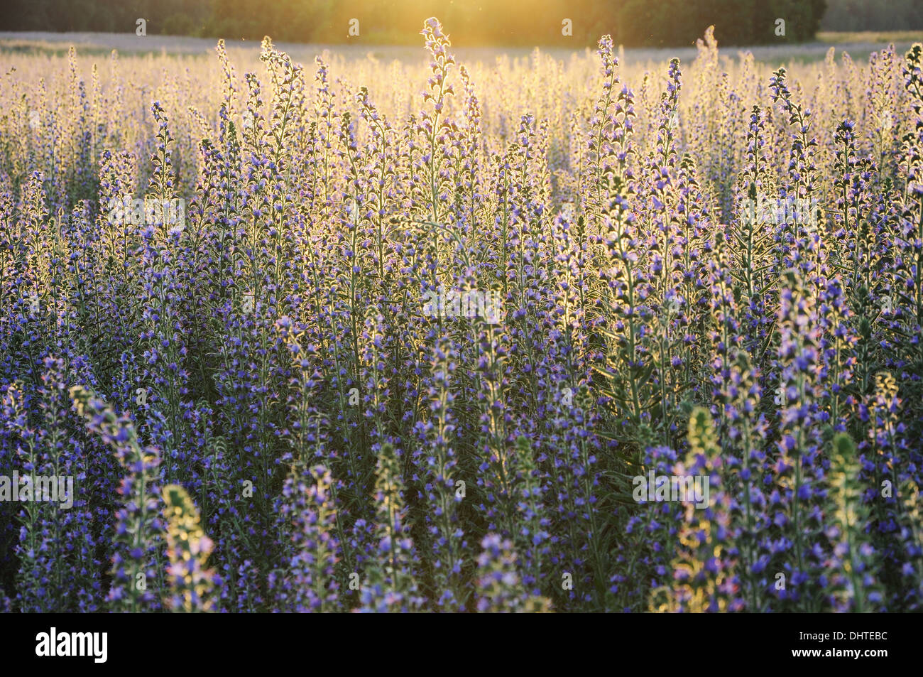 Field of flowers in evening sunlight Stock Photo - Alamy