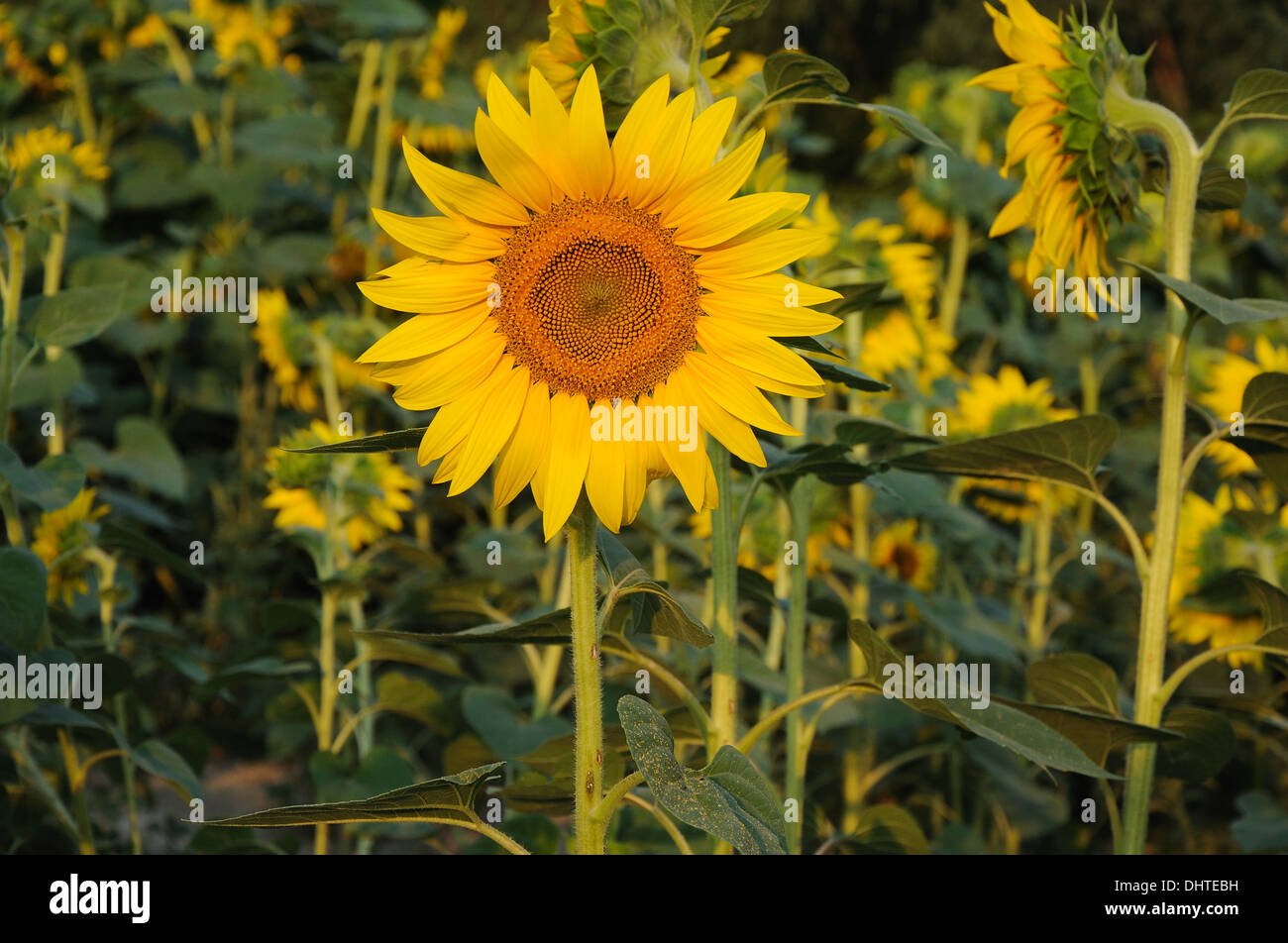Sunflower looking opposite direction Stock Photo - Alamy