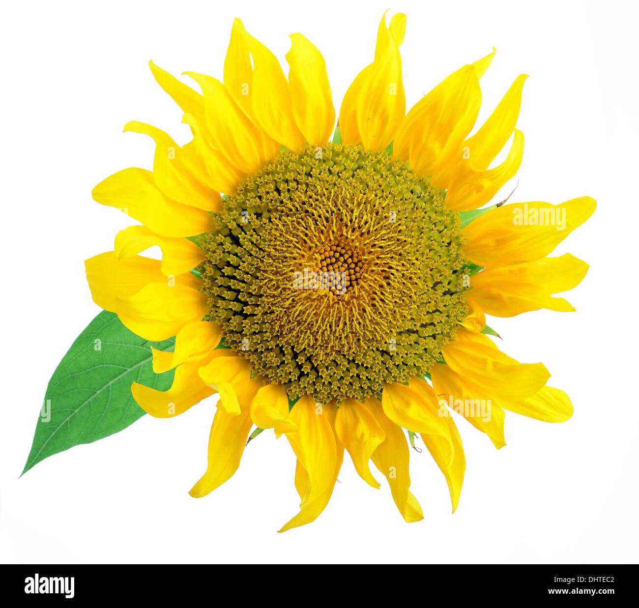 Bright yellow petals Cut Out Stock Images & Pictures - Alamy