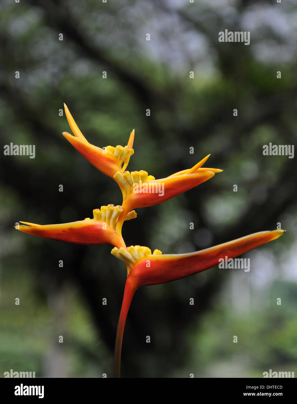 Tropical yellow-red flower on far tree background Stock Photo - Alamy