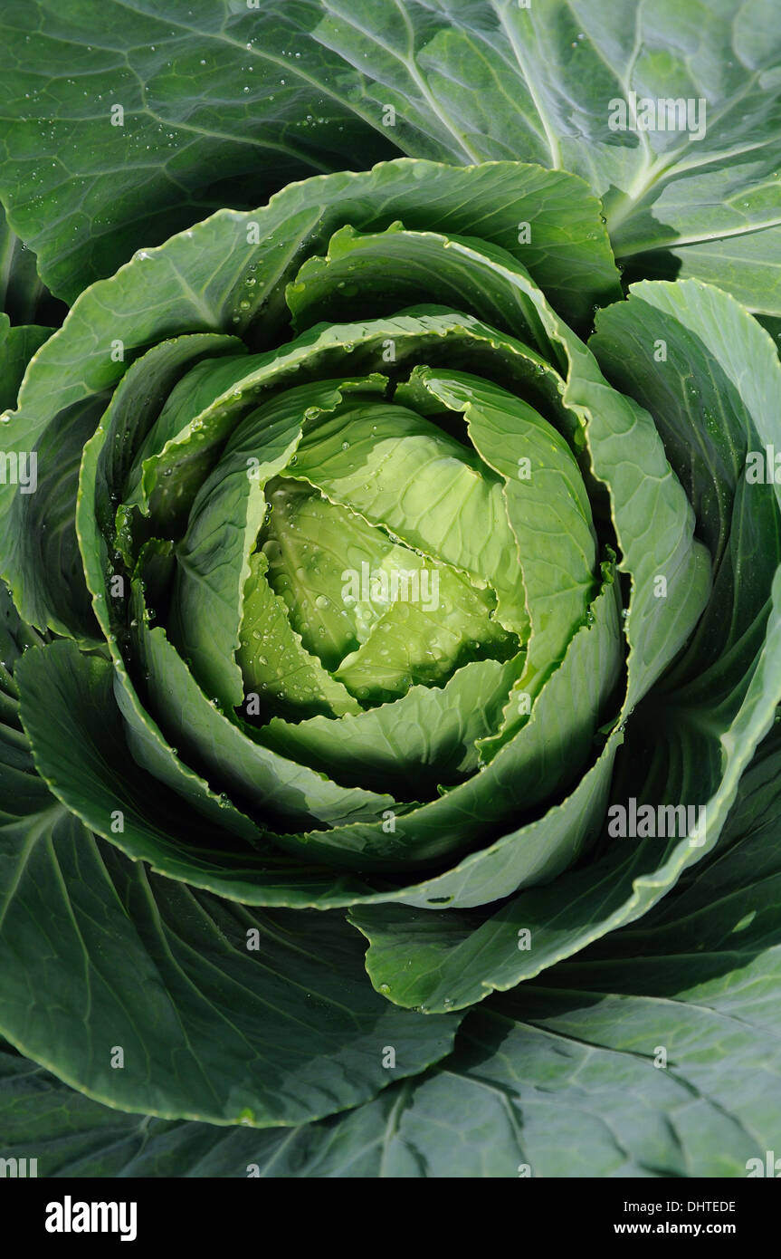cabbage in green leaf-bed Stock Photo - Alamy