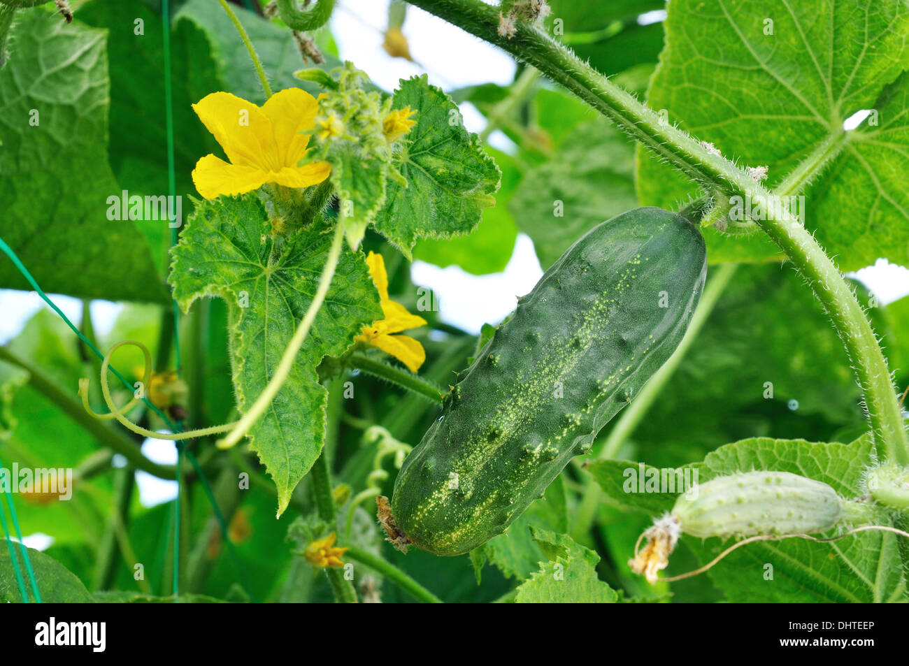Green cucumber with flower hi-res stock photography and images - Alamy