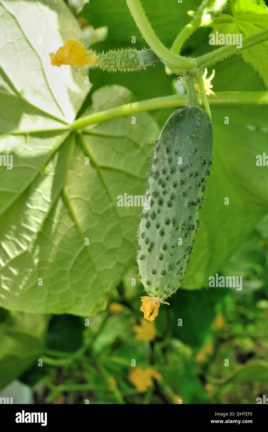 Withe rod hi-res stock photography and images - Alamy