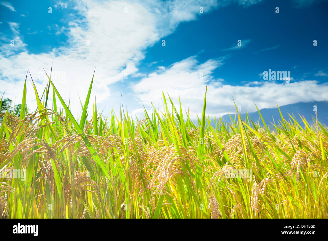 Green rice farm blue sky hi-res stock photography and images - Alamy