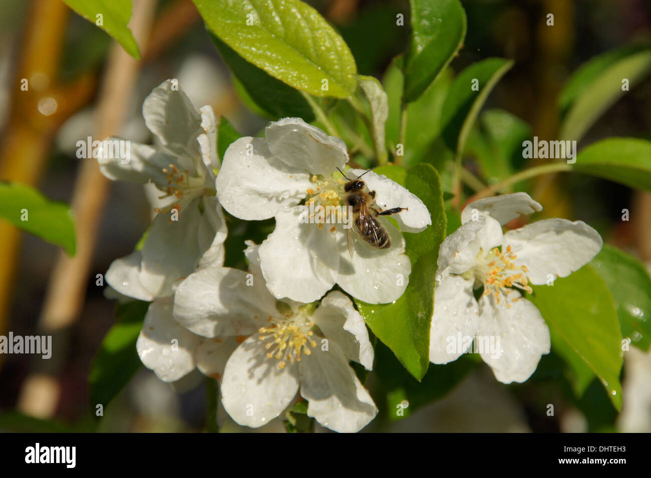 Pollination of apple trees hi-res stock photography and images - Alamy