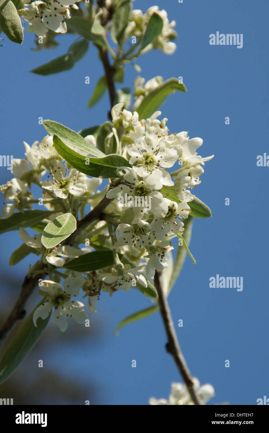 Willow leaved pears hi-res stock photography and images - Alamy