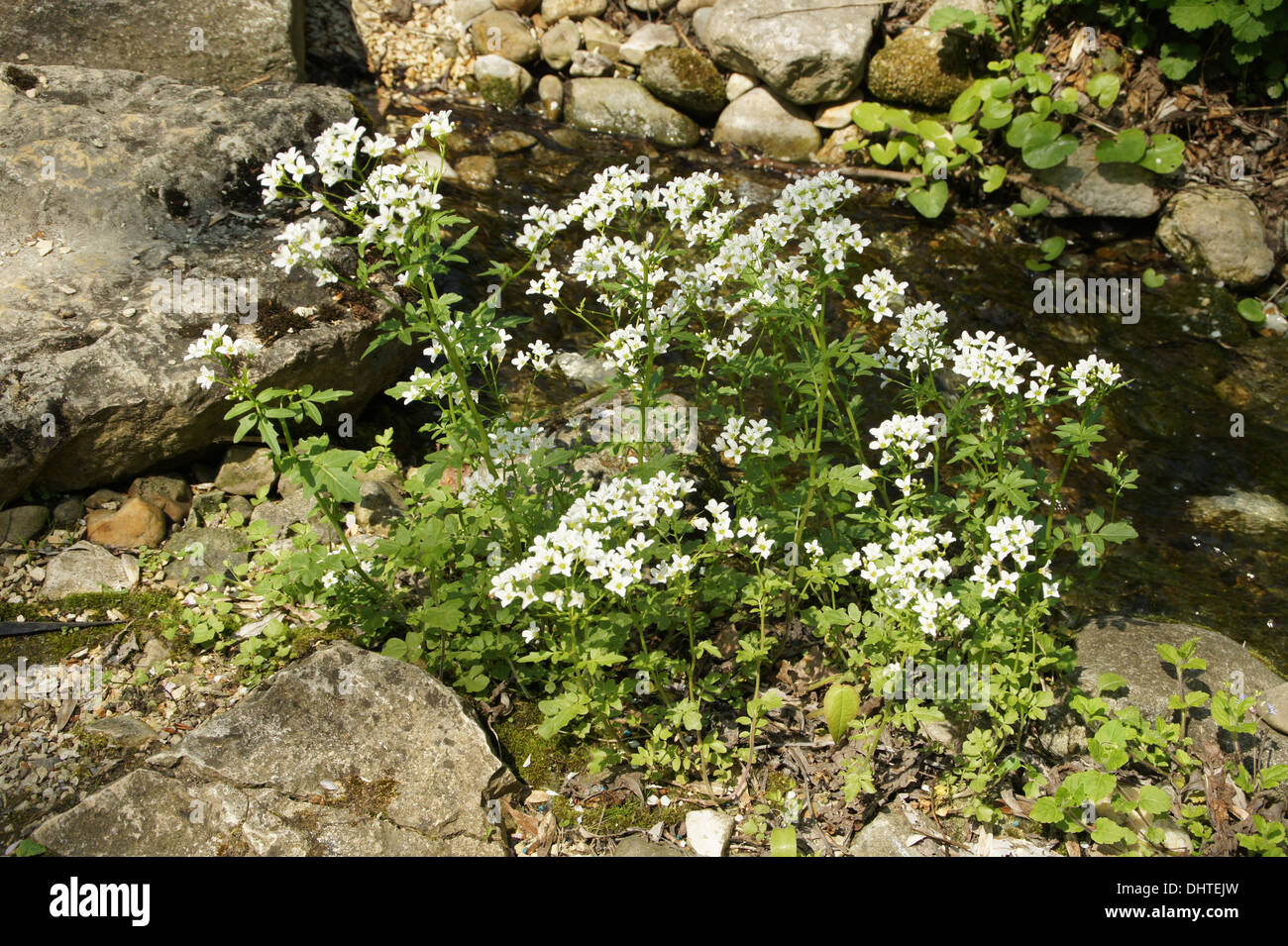 Bitteres hi-res stock photography and images - Alamy
