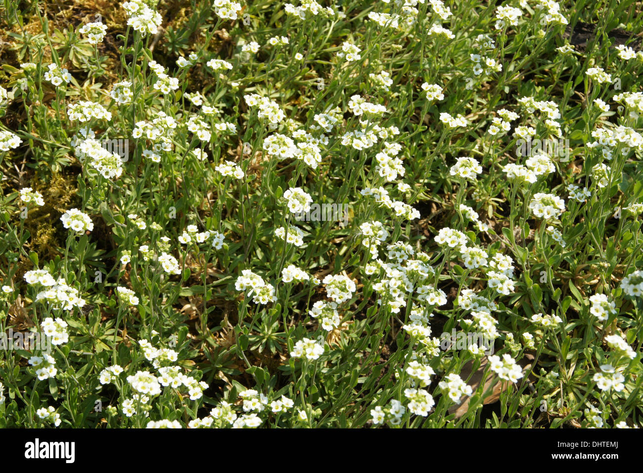 Whitlow Grass High Resolution Stock Photography and Images - Alamy