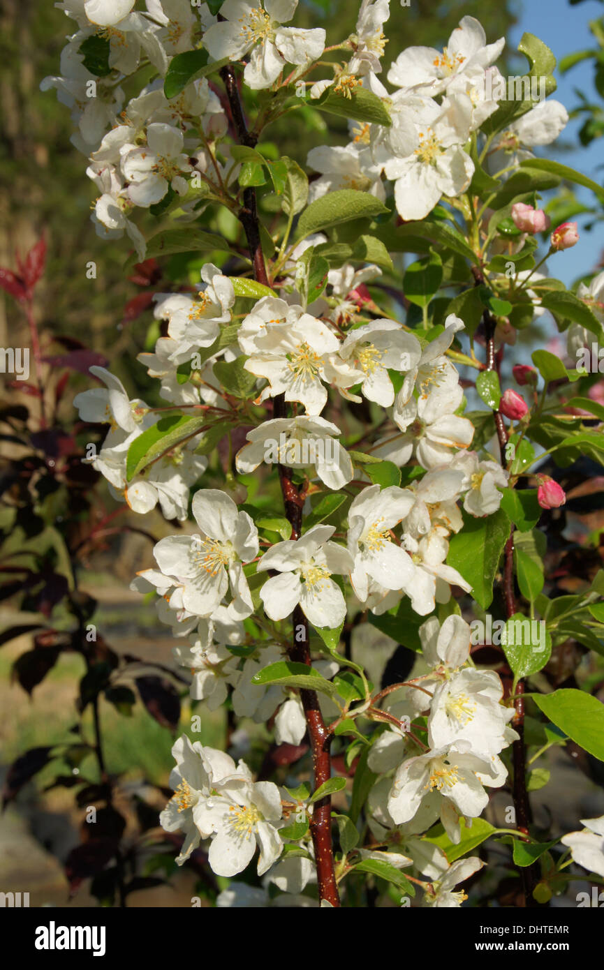 Obstbäume herbst hi-res stock photography and images - Alamy
